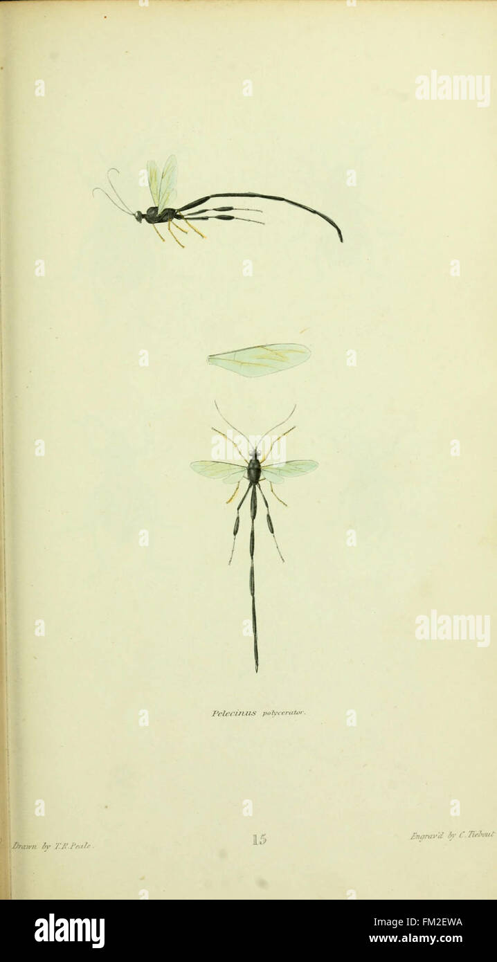 'American Entomology' offers detailed illustrations of insect species ...