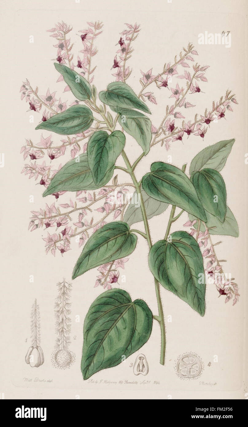 This 1829 copper engraving from Edwards's Botanical Register features ...