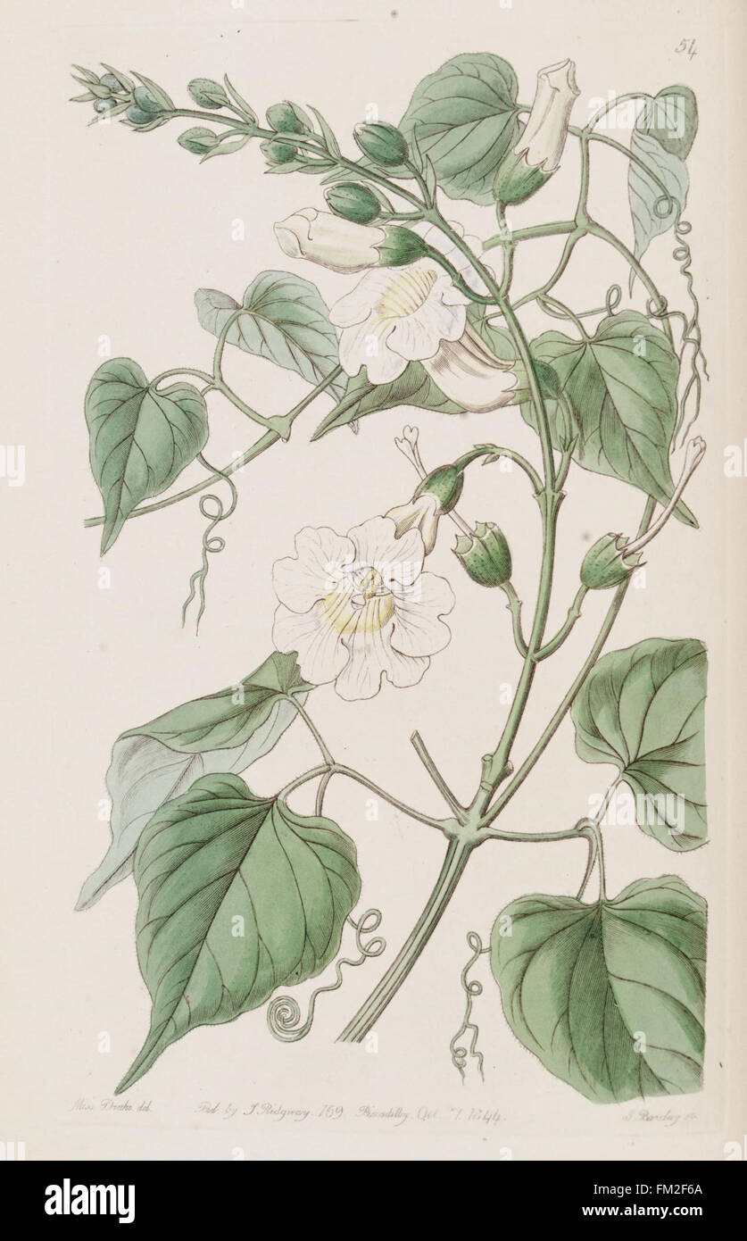 Plate 54 from Edwards's 'Botanical Register' (1829) presents copper ...