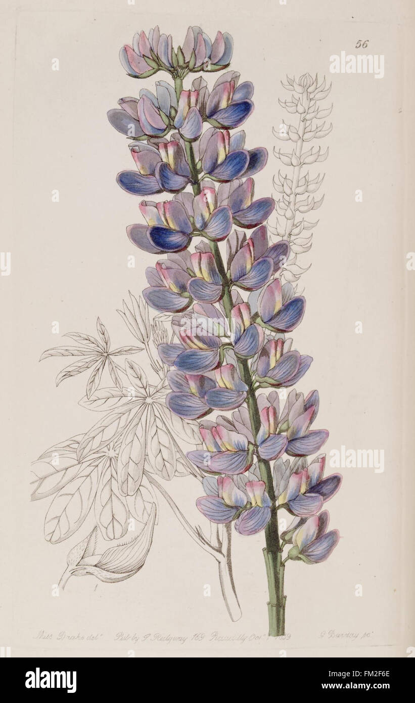 This copper engraving from Edwards's Botanical Register, Plate 56 ...
