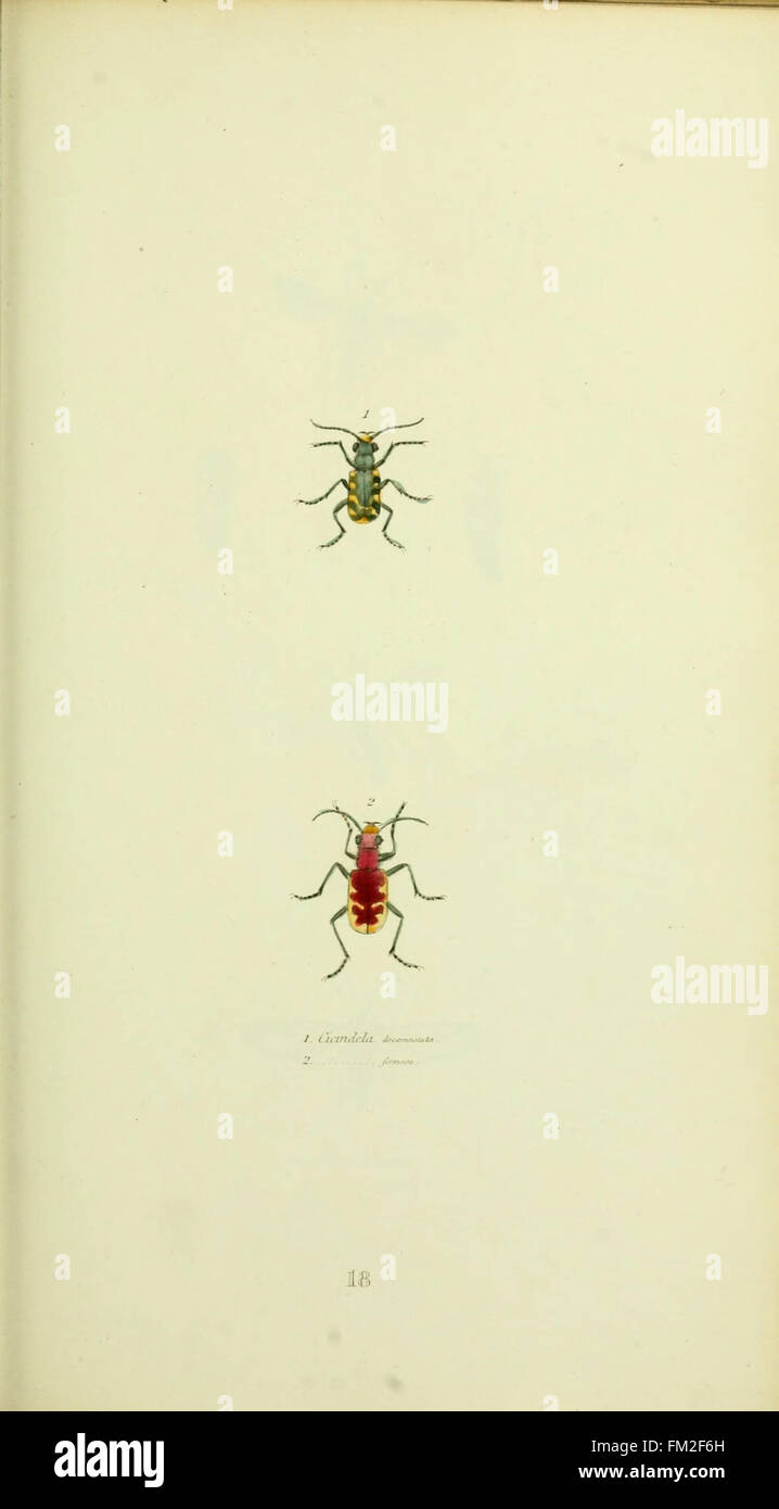 This work presents detailed illustrations of North American insects ...