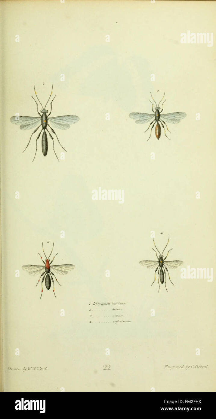 'American Entomology' presents detailed illustrations of North American ...