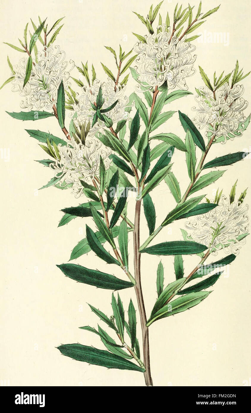 'Edwards' Botanical Register' (1829-1847) is a botanical catalog ...