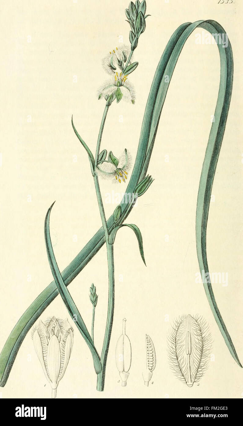 *Edwards' Botanical Register* is a botanical reference work detailing ...