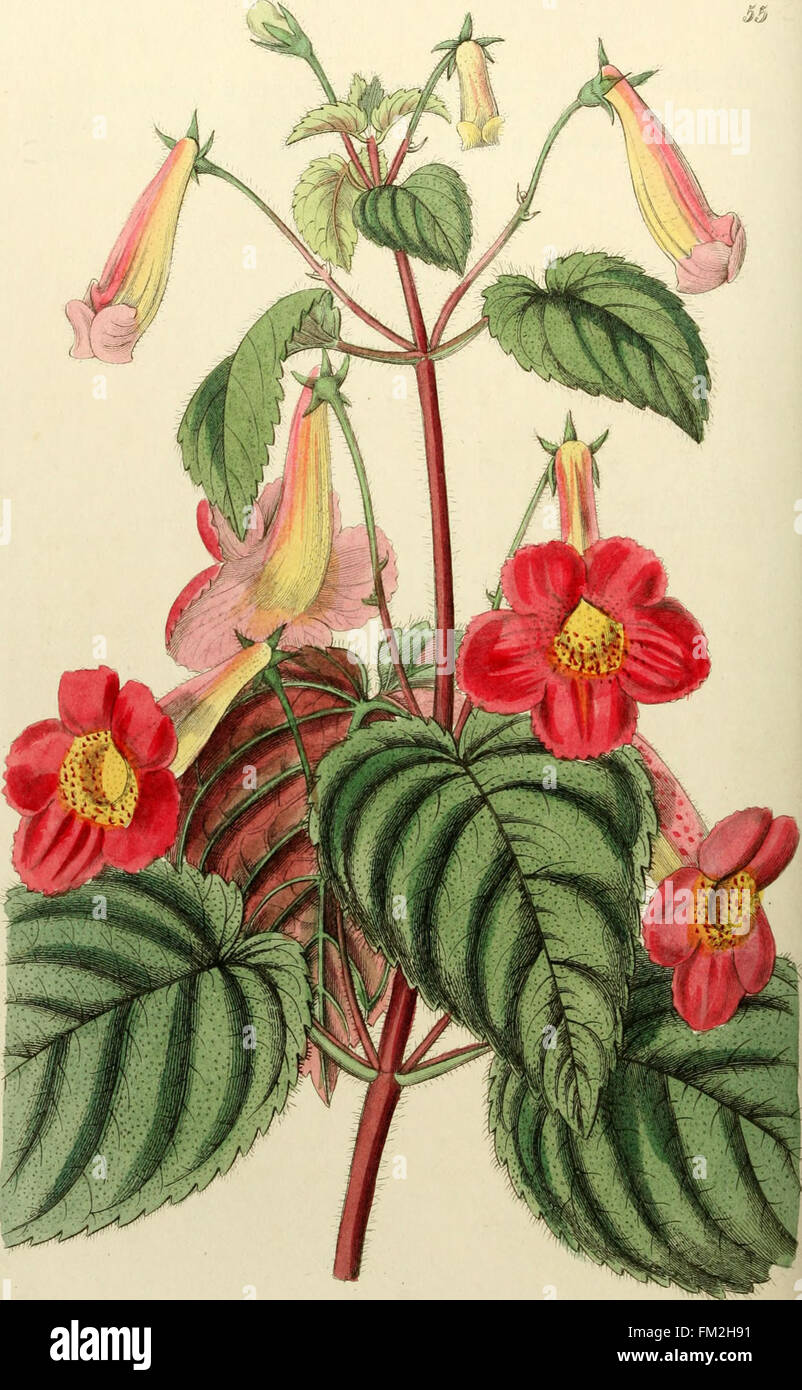 Edwards' botanical register, or, Ornamental flower-garden and shrubbery ...