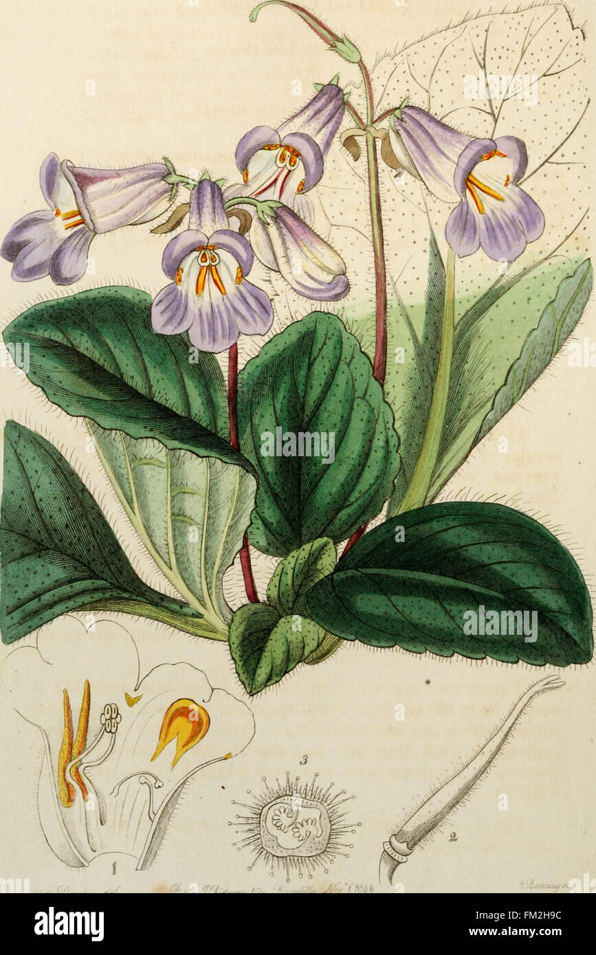 This historical register features ornamental flowers and shrubs from ...