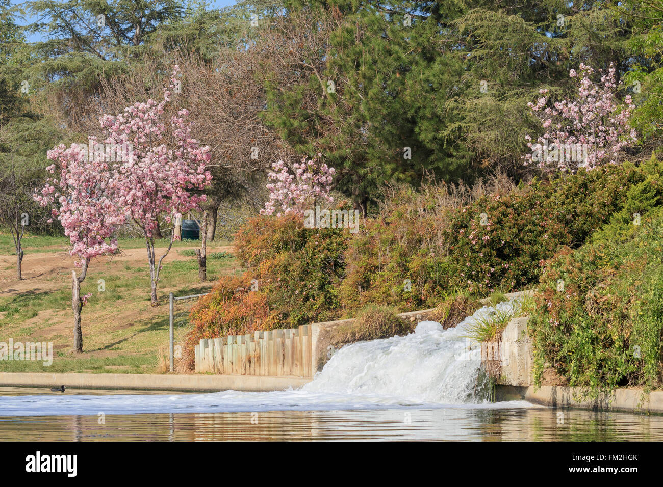 Cherry Tree super blossom at Lake Balboa, Los Angeles, California Stock ...