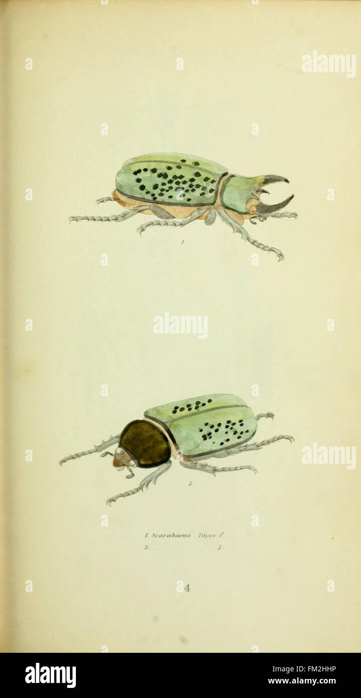 'American Entomology' provides detailed illustrations of insect species ...