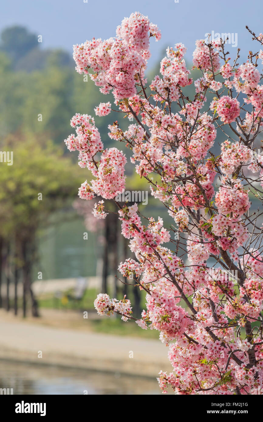Cherry Tree super blossom at Lake Balboa, Los Angeles, California Stock ...