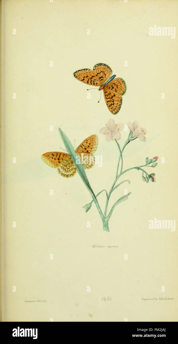 Plate 46 from 'American Entomology' showcases insect species native to ...