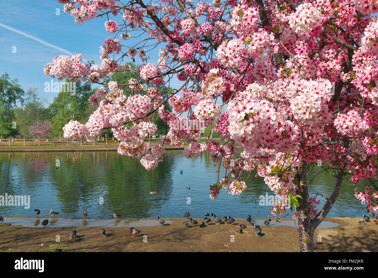 Cherry Tree super blossom at Lake Balboa, Los Angeles, California Stock ...