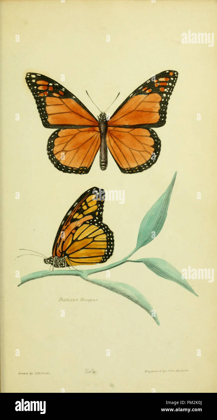 An illustration from 'American Entomology' depicting various insect ...