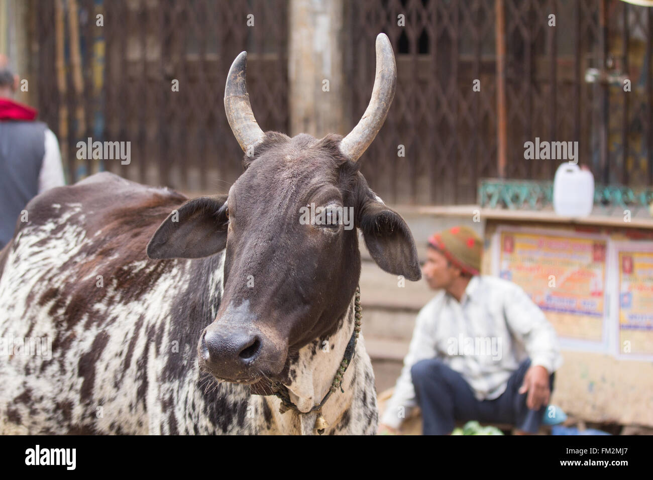 Sacred Cow Hinduism India Religion High Resolution Stock Photography ...
