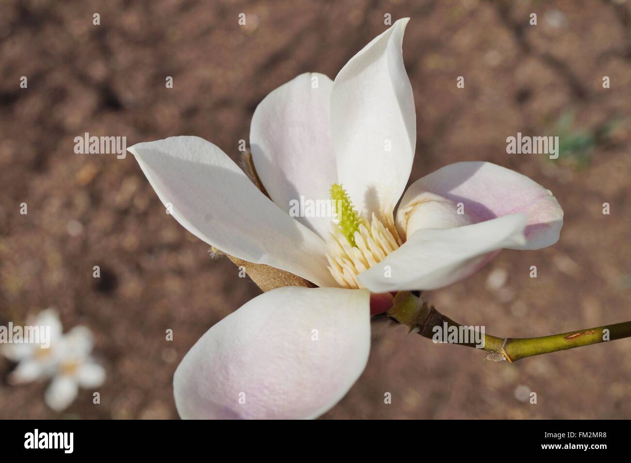 Unfurling flower buds hi-res stock photography and images - Alamy