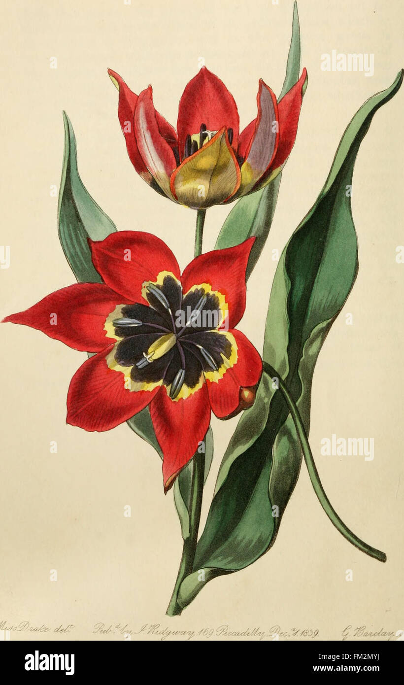 A comprehensive guide to ornamental plants, showcasing flowers and ...