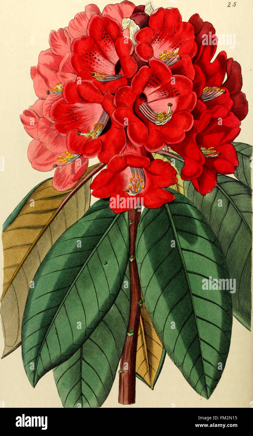 A comprehensive record of ornamental flowers and shrubs, offering ...
