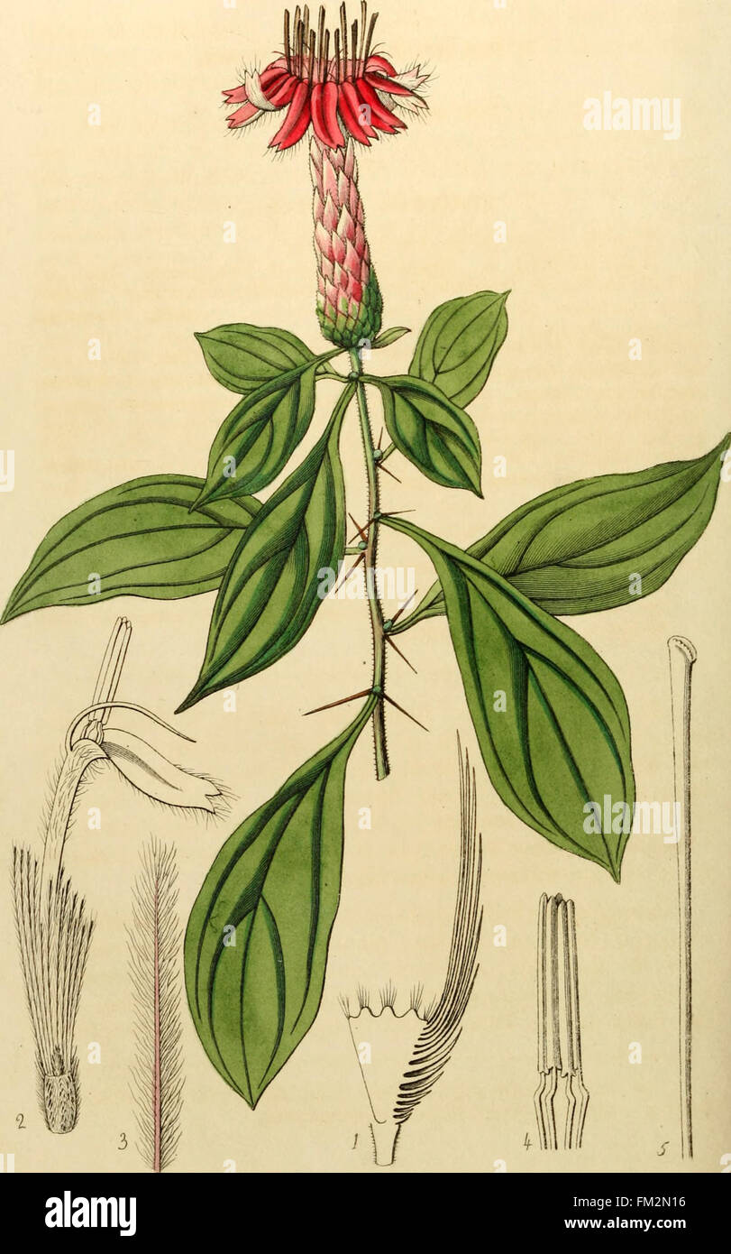 A botanical reference work from 1829-1847, documenting a range of ...