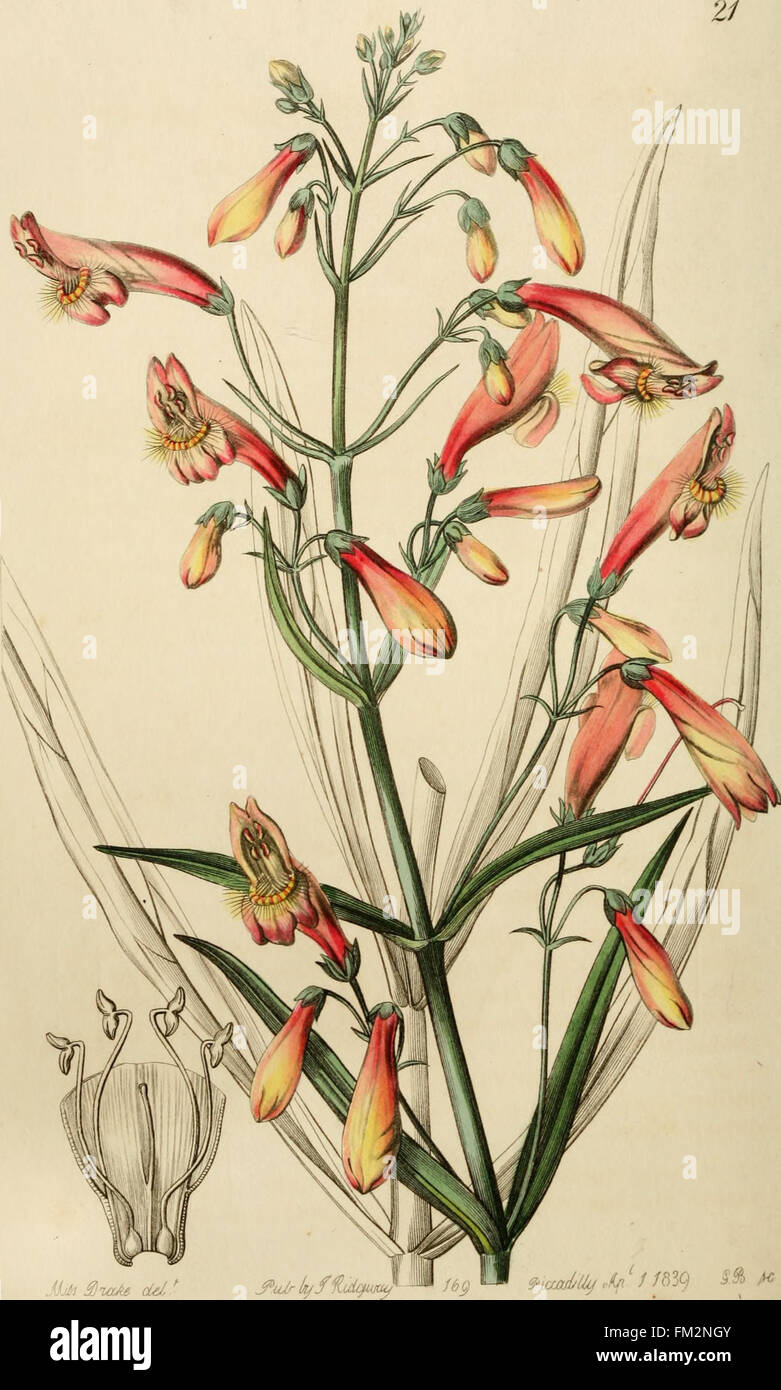 Edwards' botanical register, or, Ornamental flower-garden and shrubbery ...