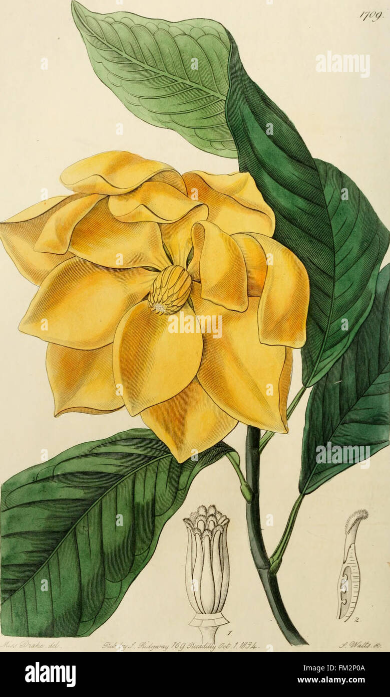 *Edwards' Botanical Register* (1829-1847) features illustrations and ...