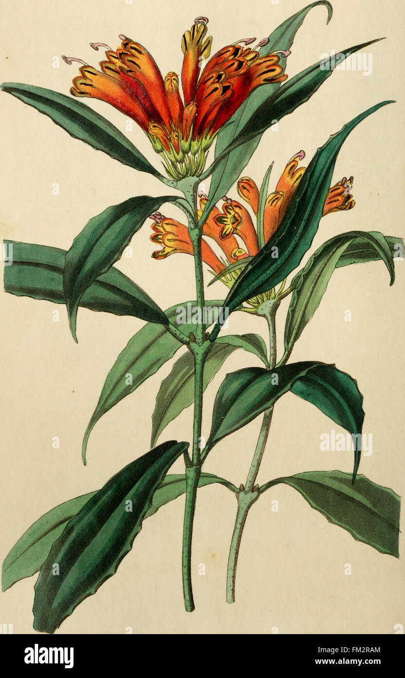 Edwards' Botanical Register (1829-1847) showcases ornamental plants and ...