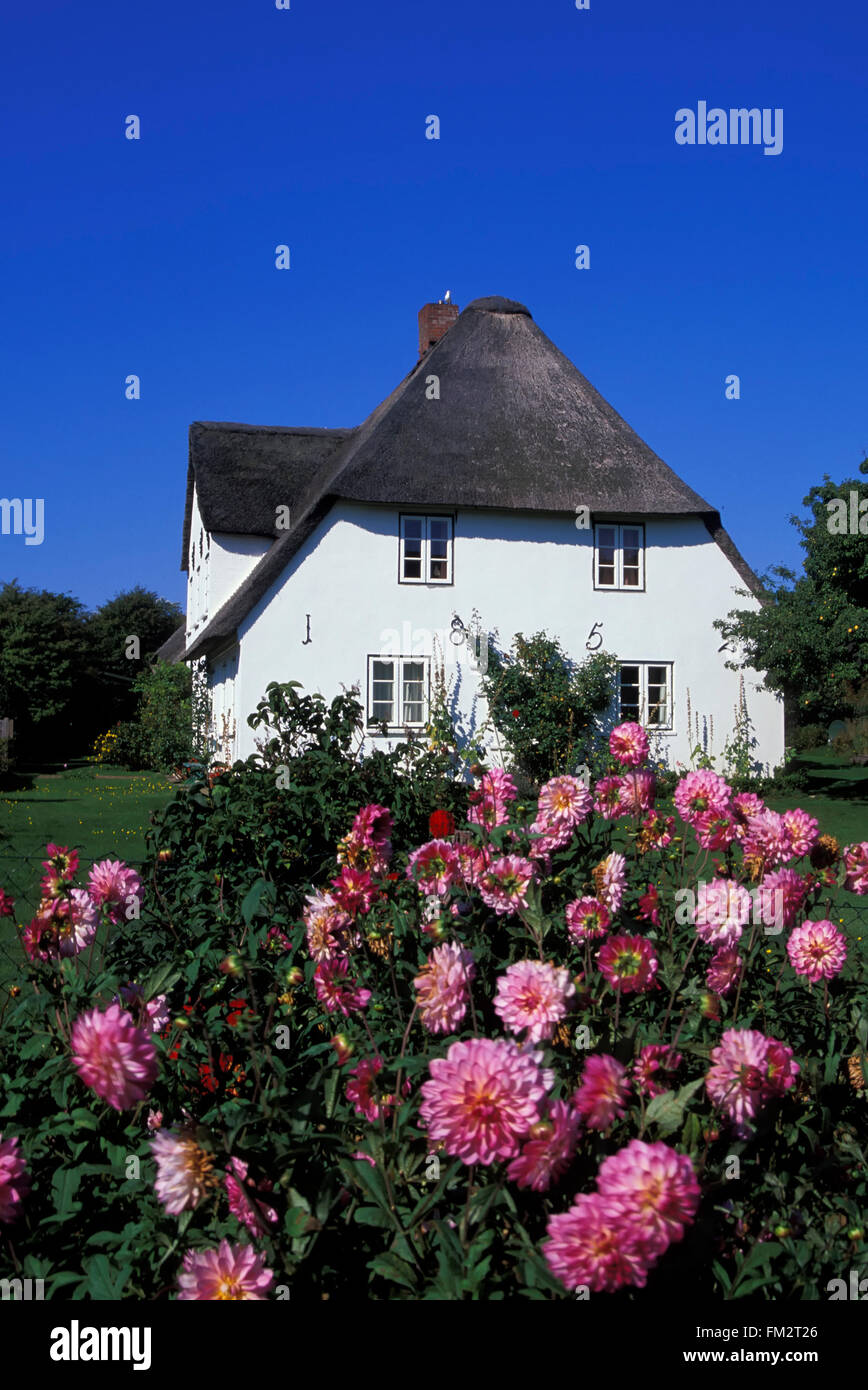 traditional thatched frisian house, in Steenodde, Amrum island, North ...