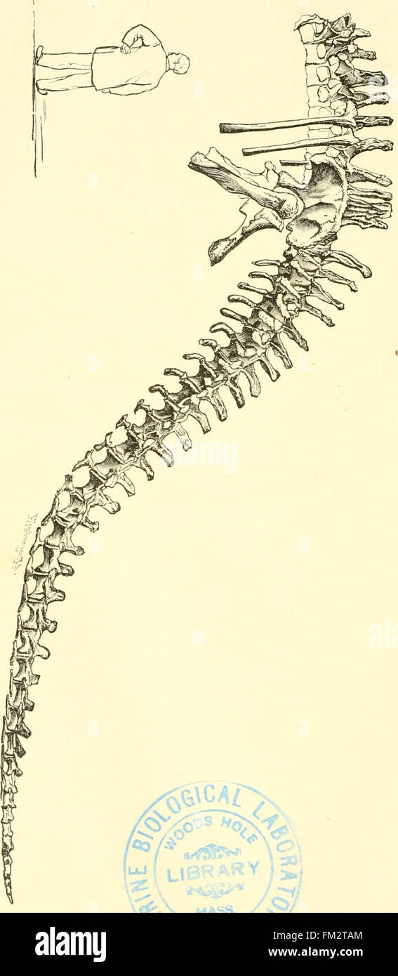 Wirbeltiere anatomie hi-res stock photography and images - Alamy