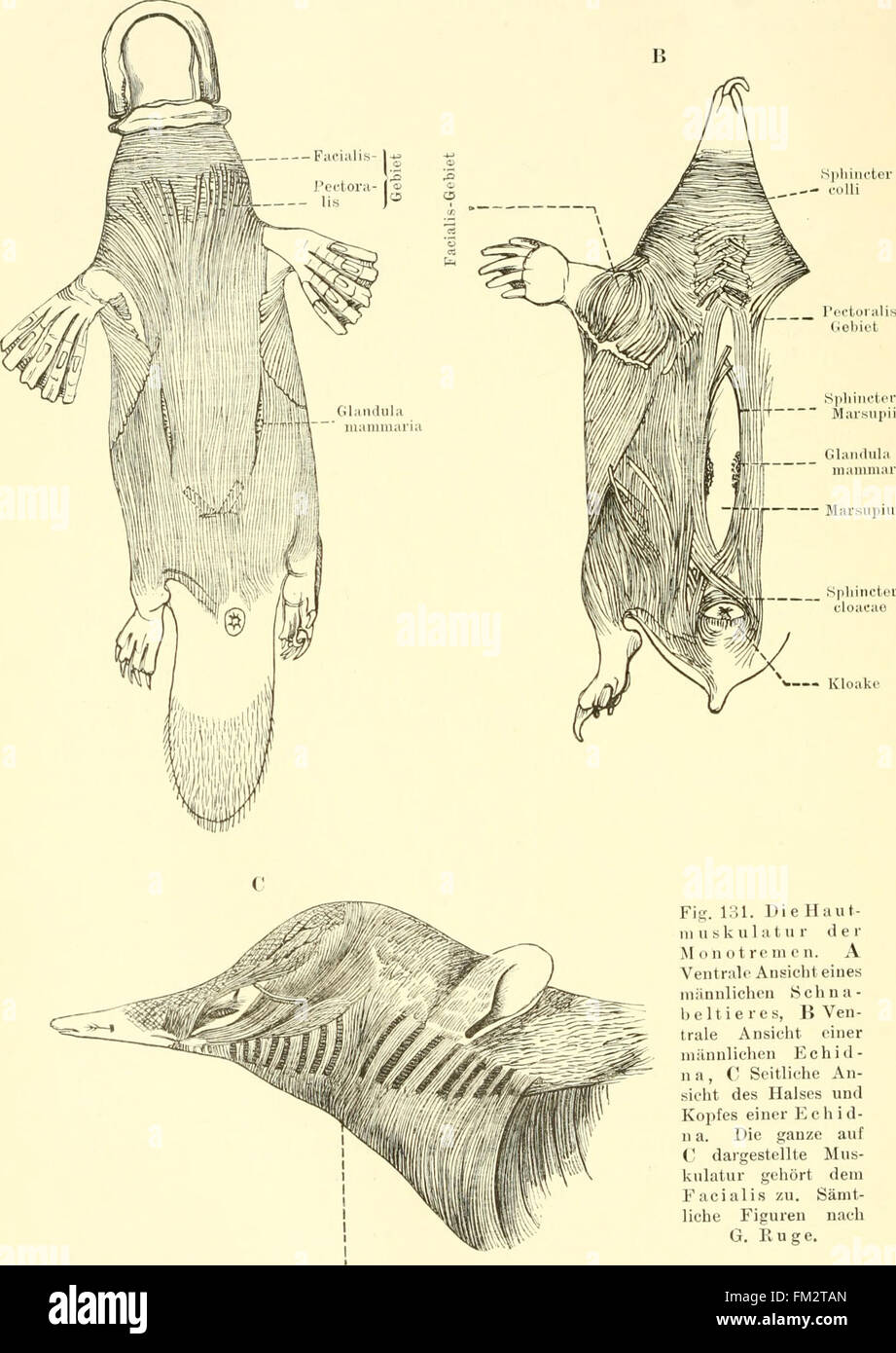 This 1907 text serves as an introduction to comparative anatomy for ...