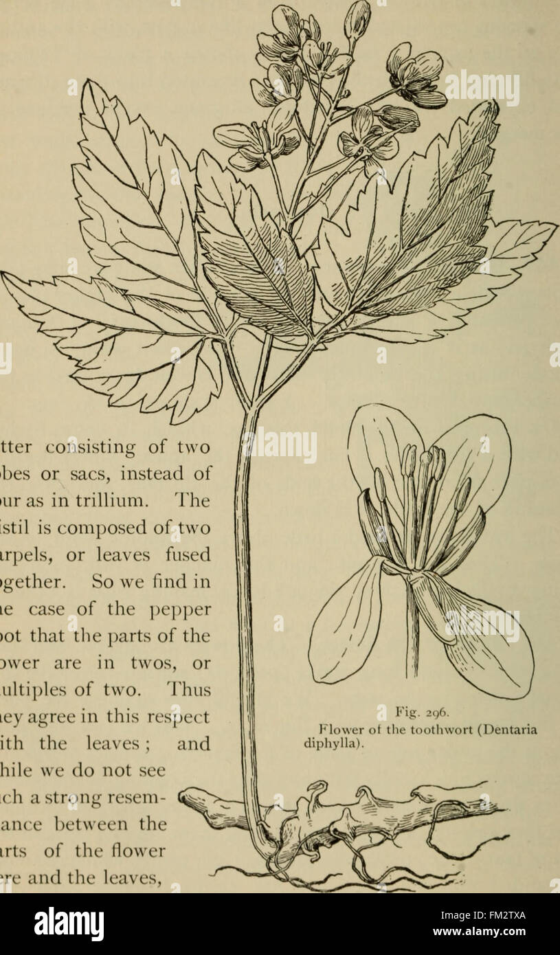 'Elementary Botany' (1898) provides an introduction to the study of ...