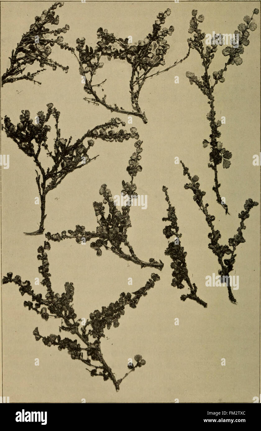 'Elementary Botany' (1898) is a foundational textbook introducing key ...