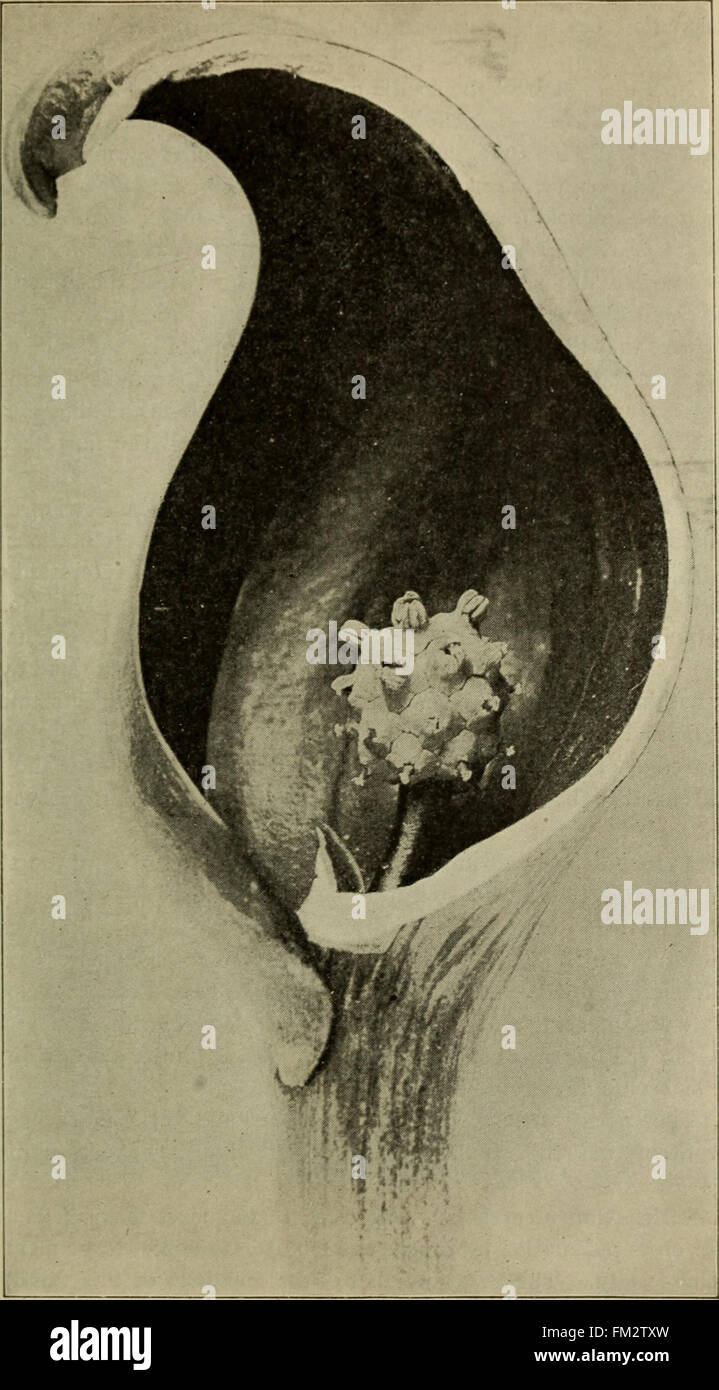 'Elementary Botany' from 1898 provides foundational knowledge of plant ...