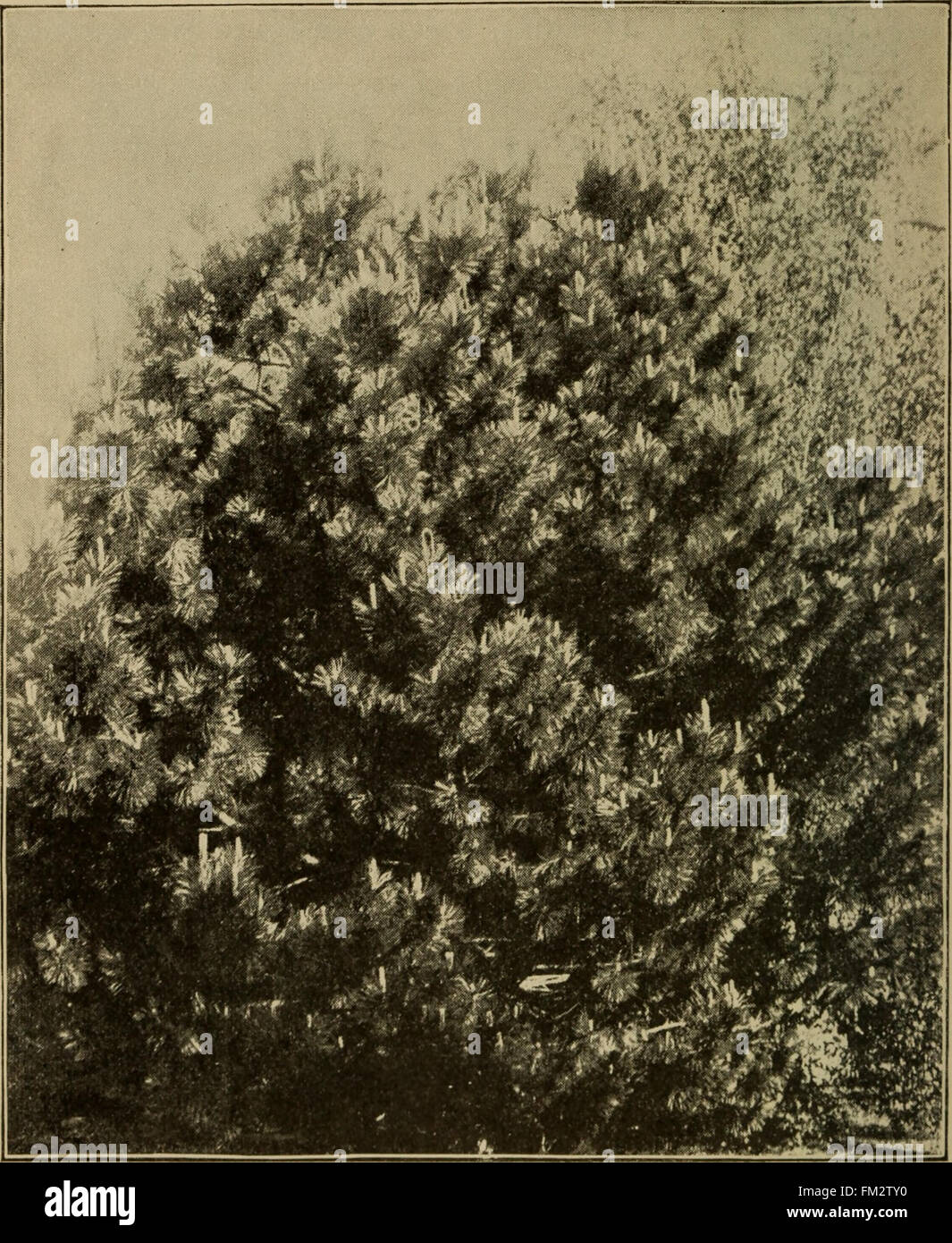 This 1898 publication introduces the basics of botany, covering plant ...