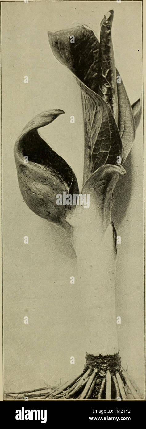 A comprehensive guide to the fundamentals of botany from 1898, covering plant anatomy ...