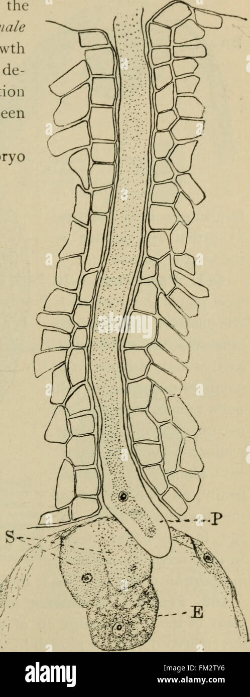 *Elementary Botany* (1898) is a foundational text providing an ...