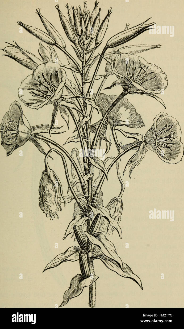 'Elementary Botany' (1898) serves as an introductory text on plant ...