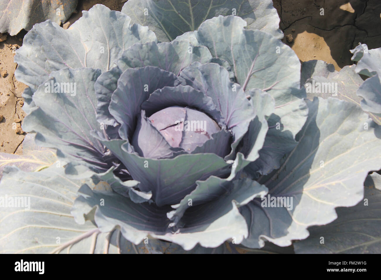 Brassica oleracea var capitata, Red cabbage , cultivar of cabbage with ...