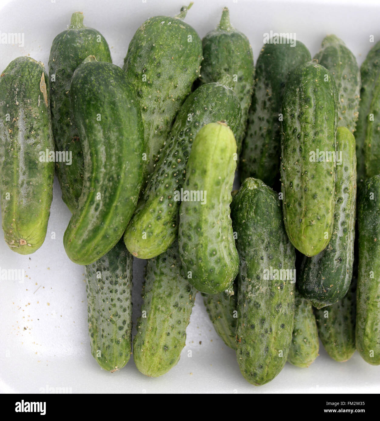 Family cucurbitaceae hi-res stock photography and images - Alamy