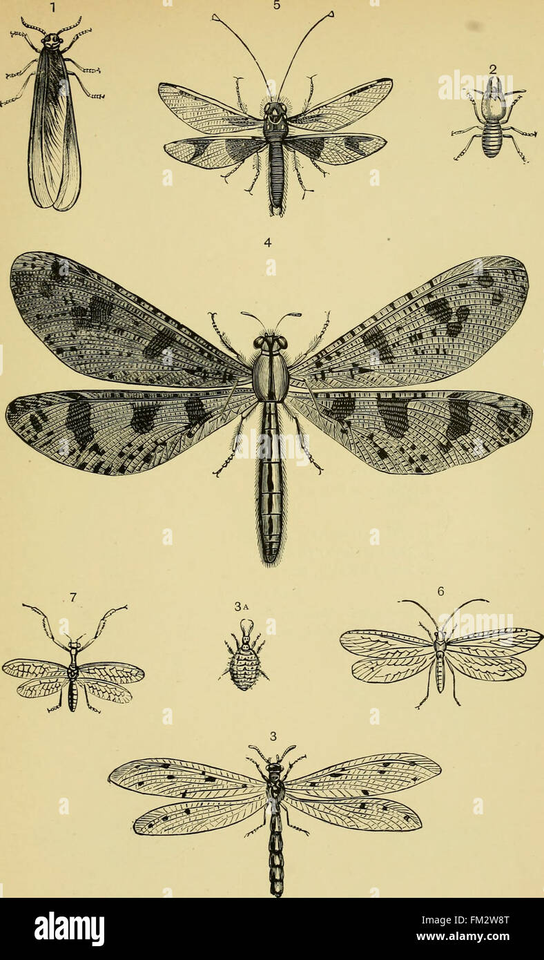 The 1892 'Elementary Text-book of Entomology' serves as an introduction ...