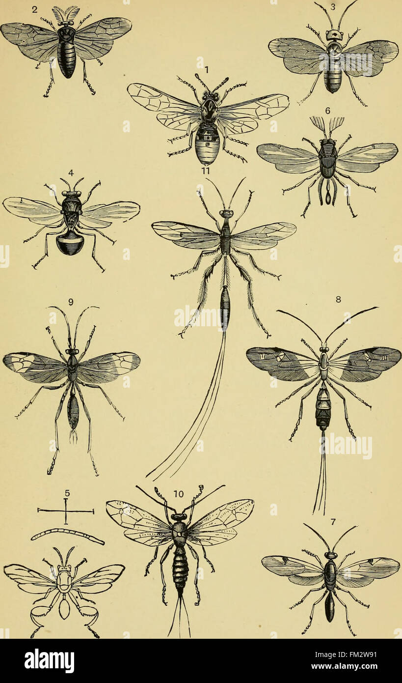 The 1892 *Elementary Text-Book of Entomology* serves as an introduction ...