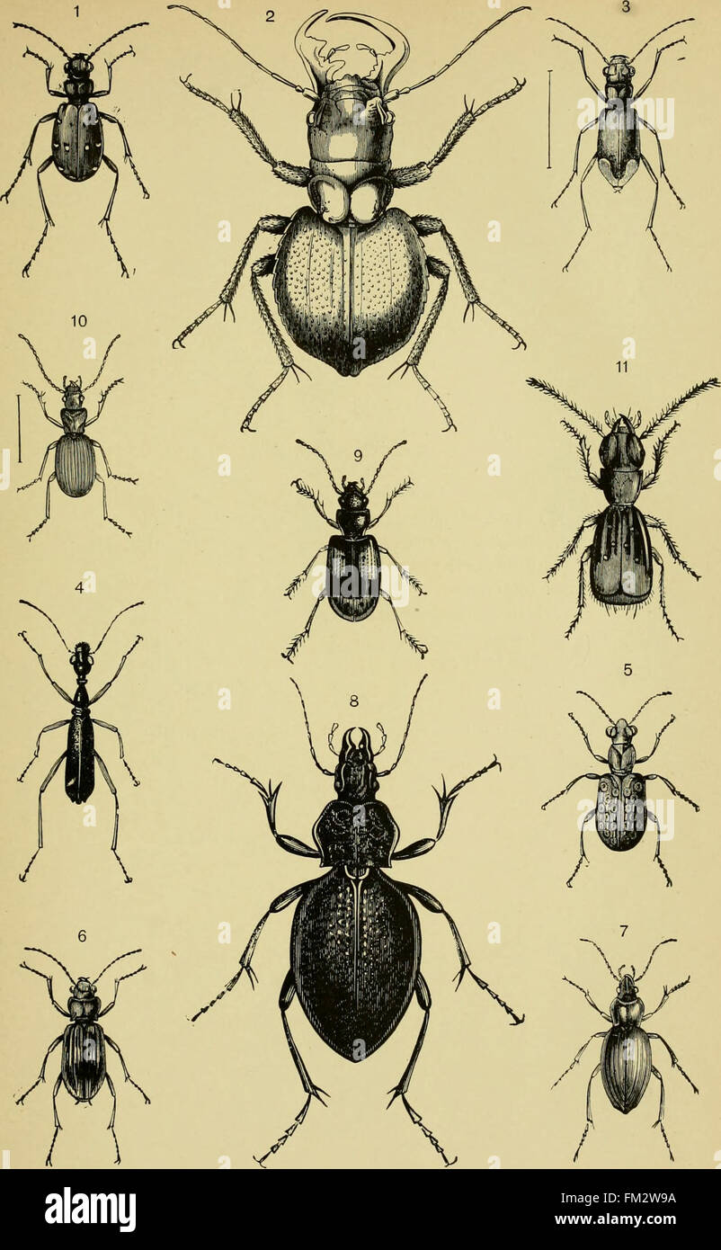 Insects classification hi-res stock photography and images - Alamy
