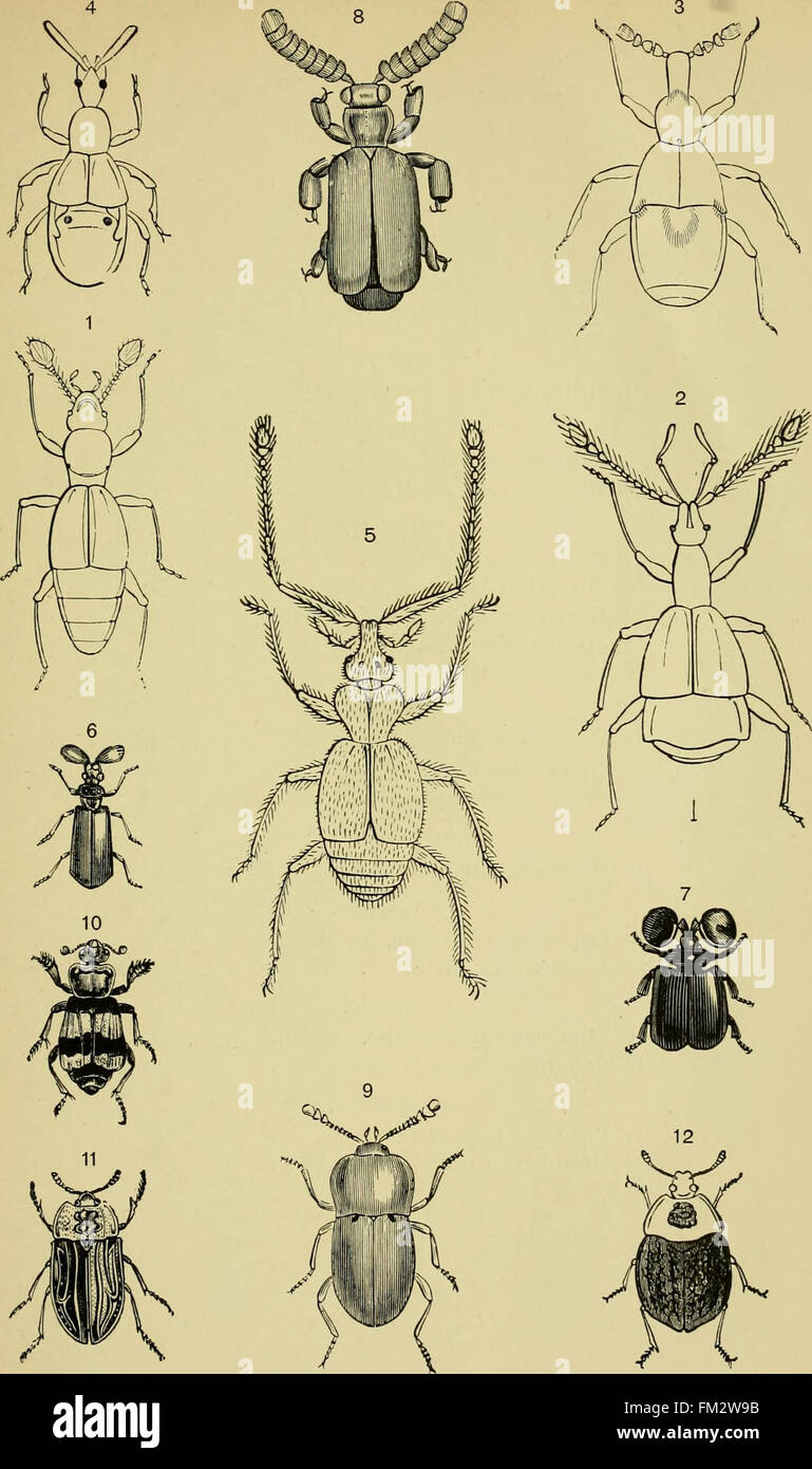 This 1892 textbook provides an introduction to entomology, covering the ...
