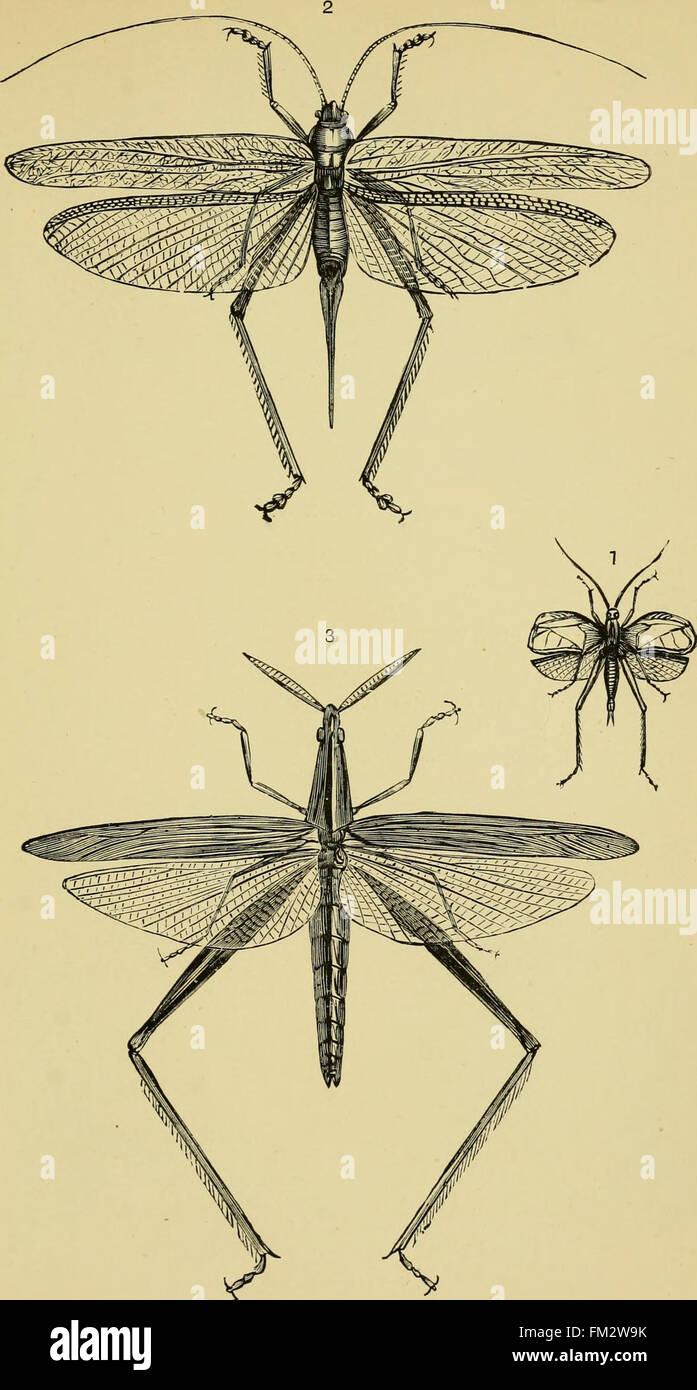 This 1892 entomology textbook provides foundational knowledge about ...