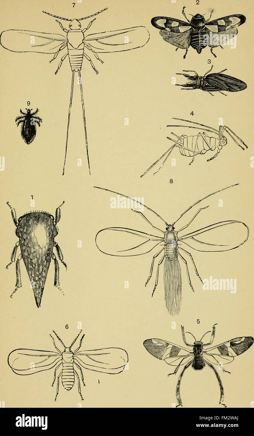This 1892 textbook serves as an introduction to entomology, focusing on ...