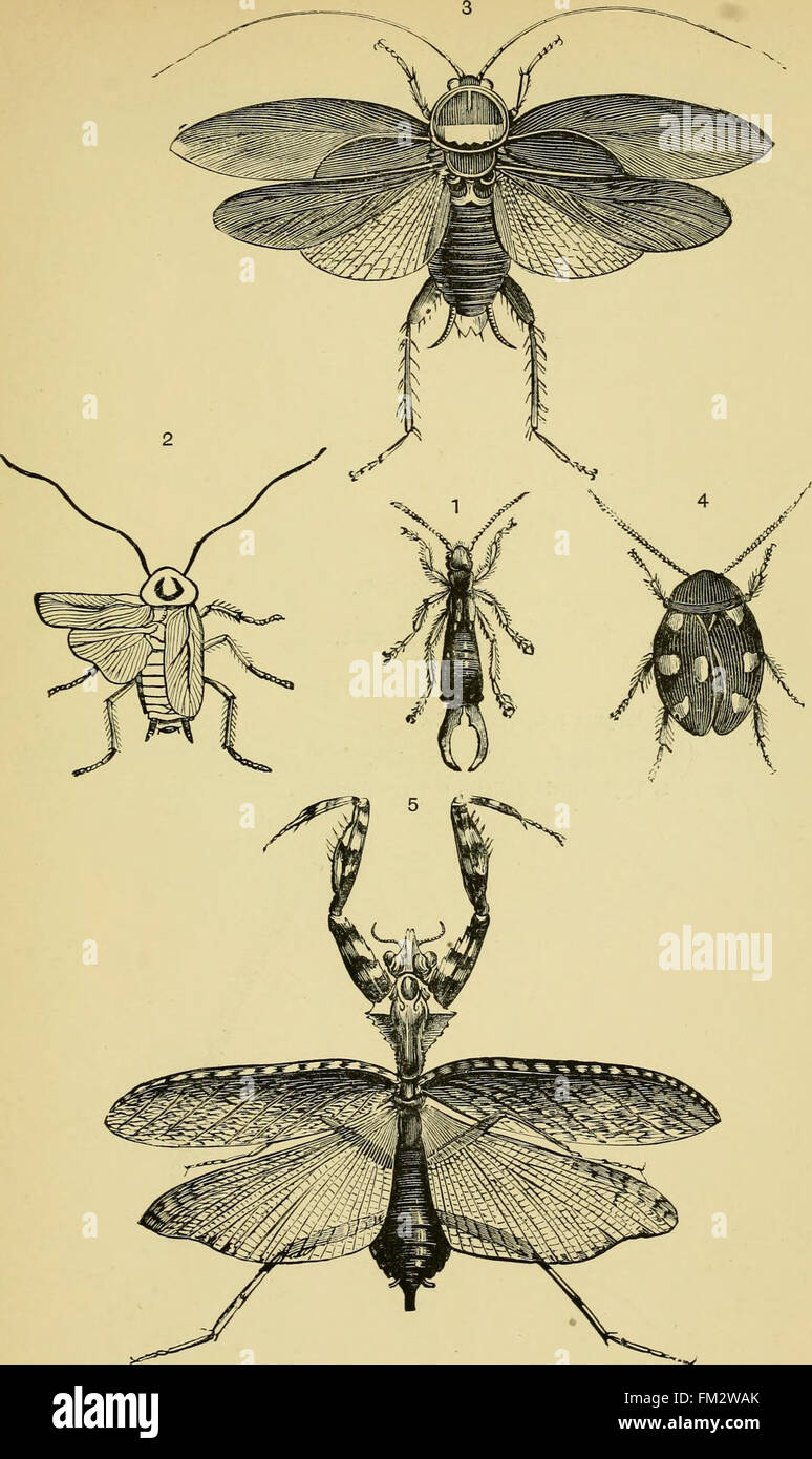The 'Elementary Text-Book of Entomology' (1892) provides an ...