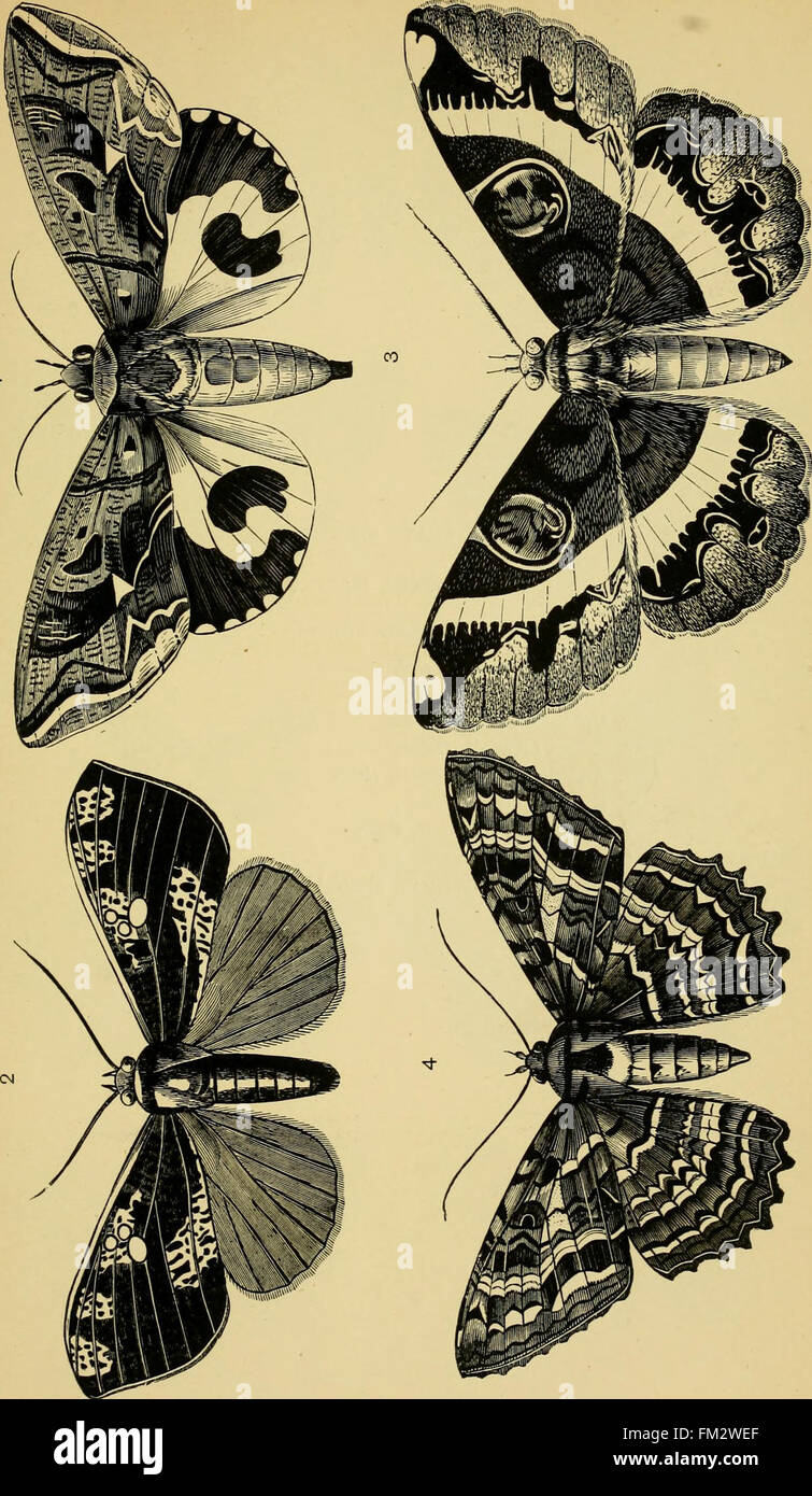 *Elementary Text-book of Entomology* (1892) is a foundational work on ...