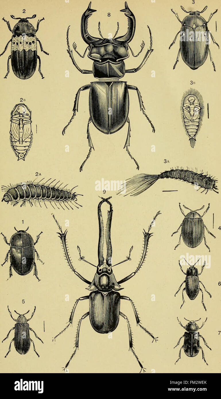 This textbook provides an introduction to entomology, focusing on the ...