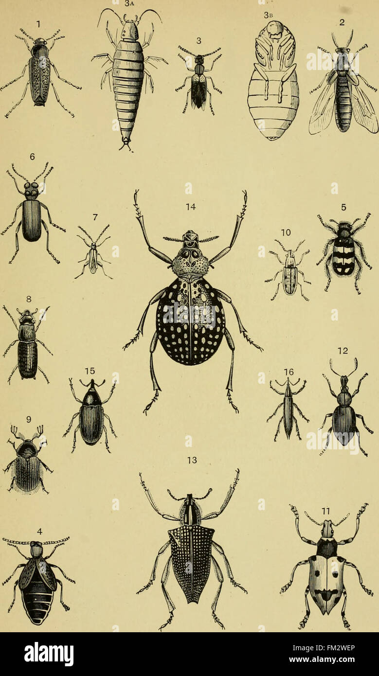 The 1892 *Elementary Text-Book of Entomology* provides an introduction ...