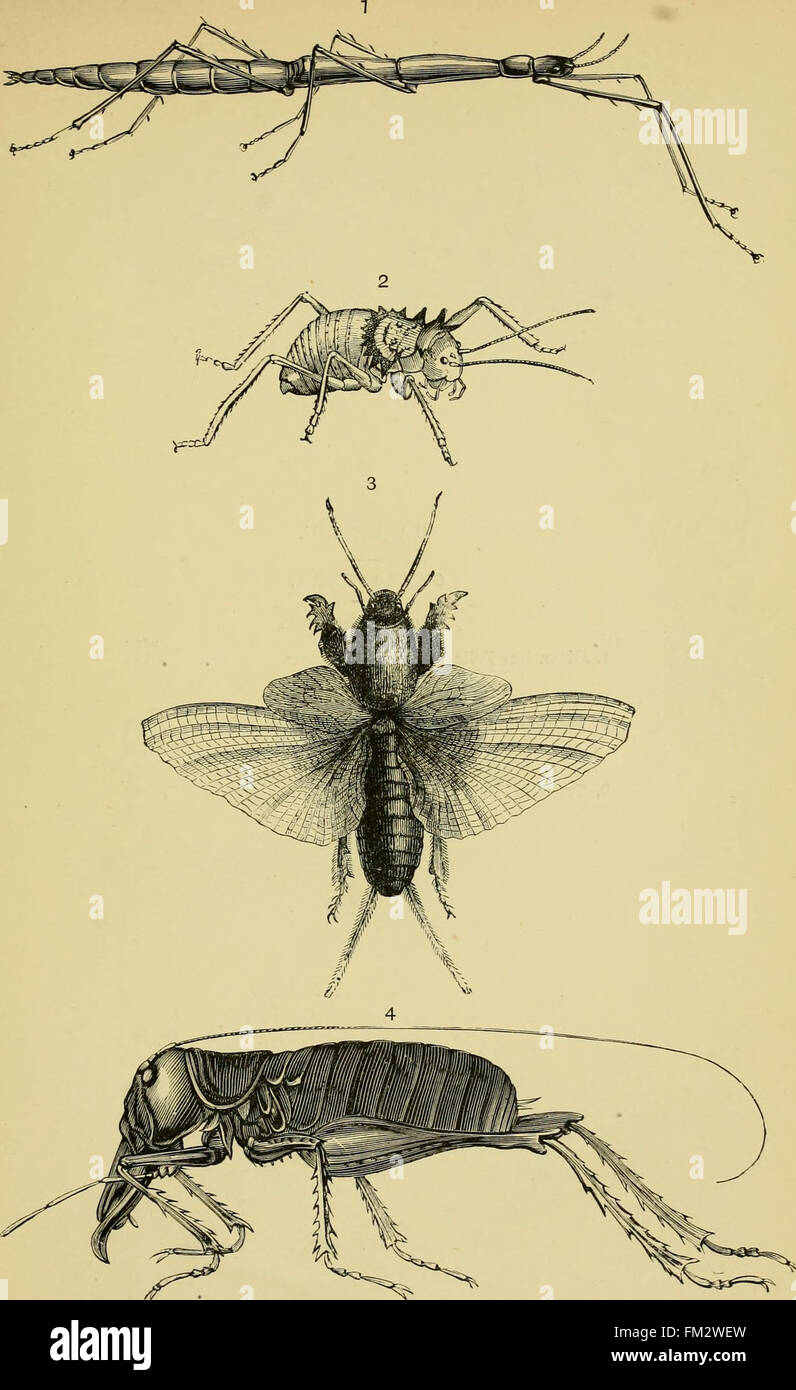 This 1892 text provides a fundamental overview of entomology, covering ...