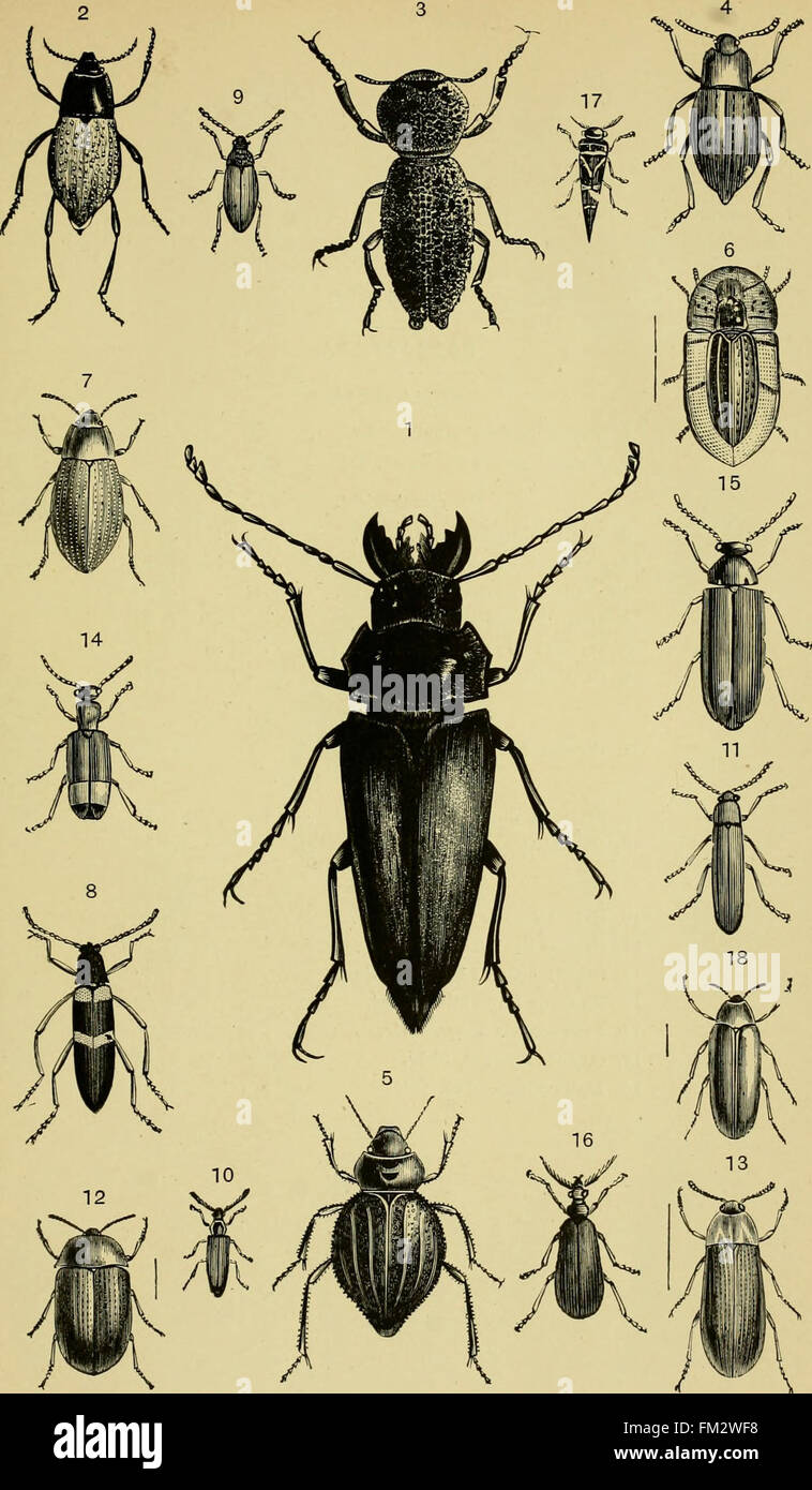 'Elementary Text-Book of Entomology' (1892) serves as an introduction ...