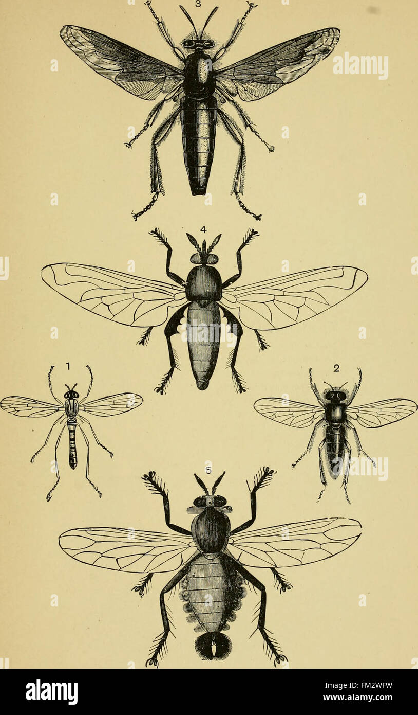 A 1892 textbook on entomology, providing an introduction to the study ...