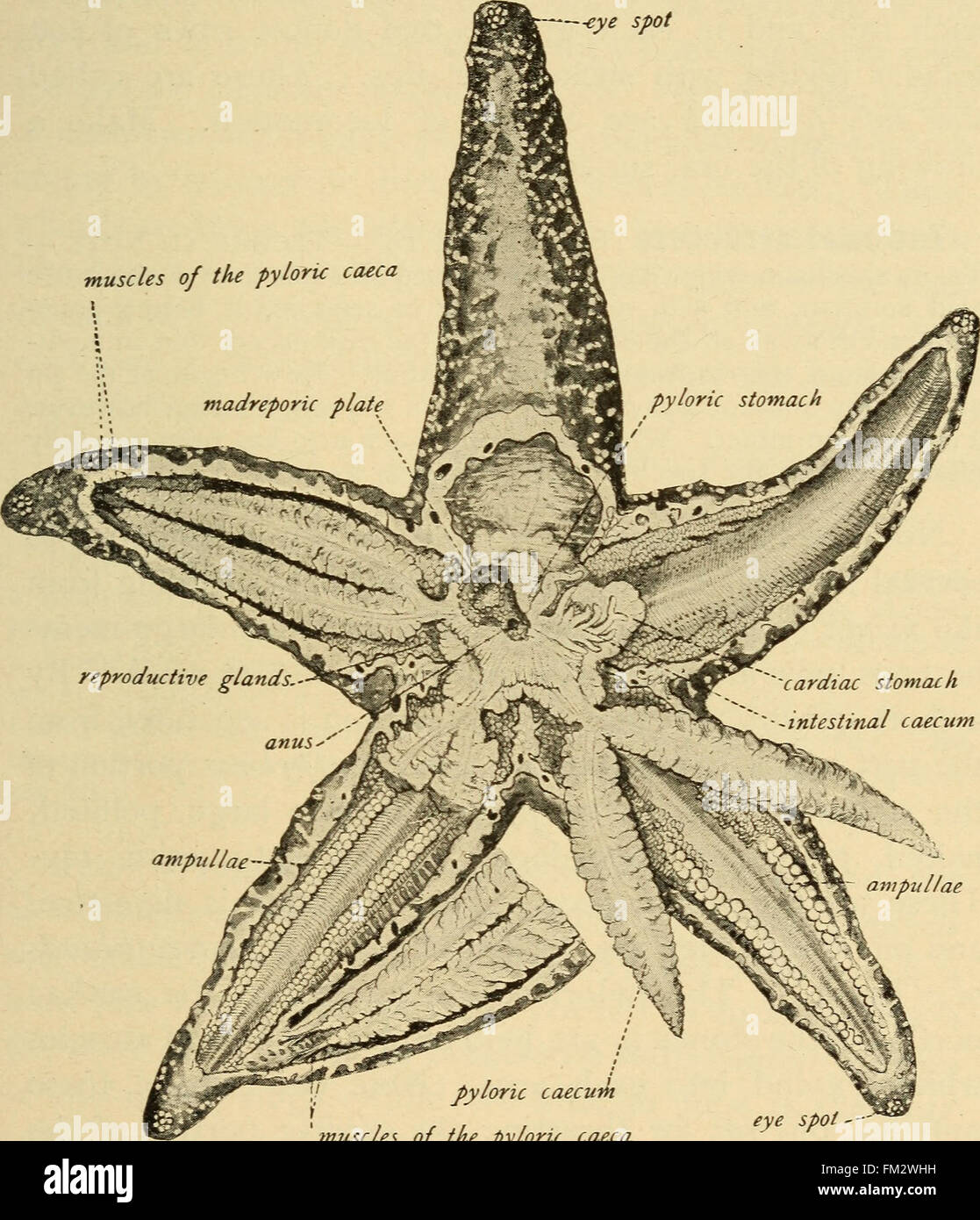 *Elementary Zoology* (1902) is an introductory text focused on the ...